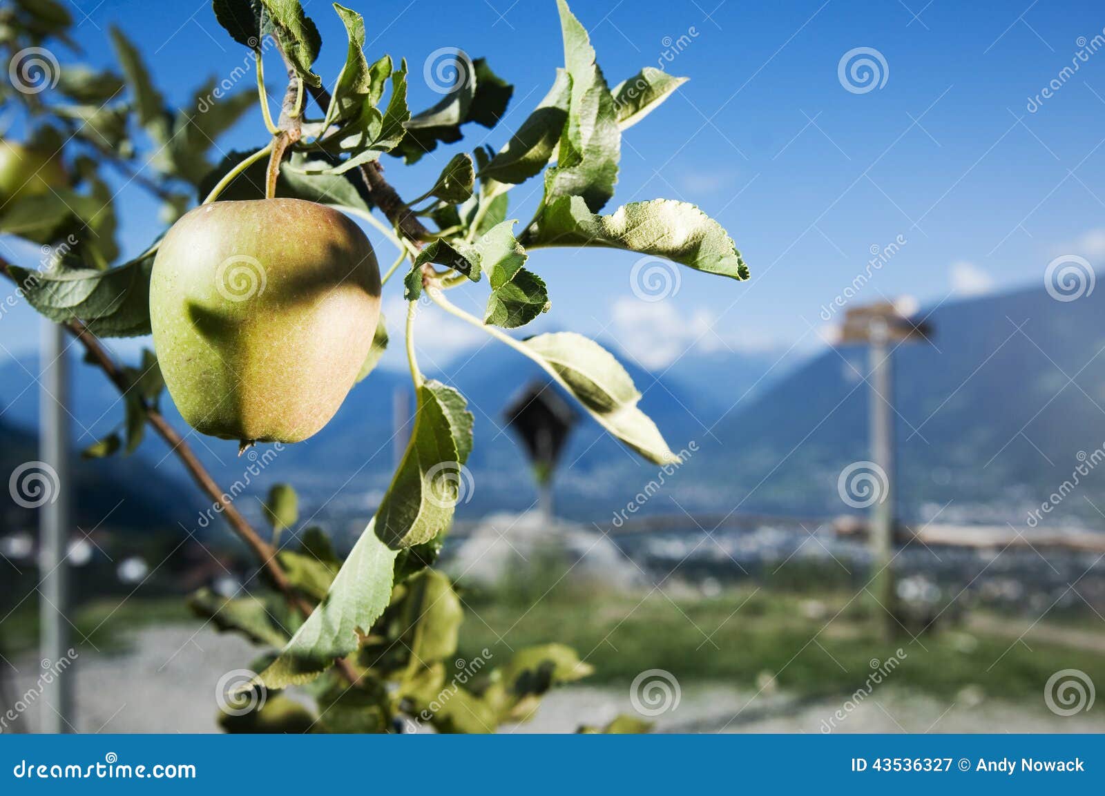 Apple in the landscape stock image. Image of mature, tree - 43536327