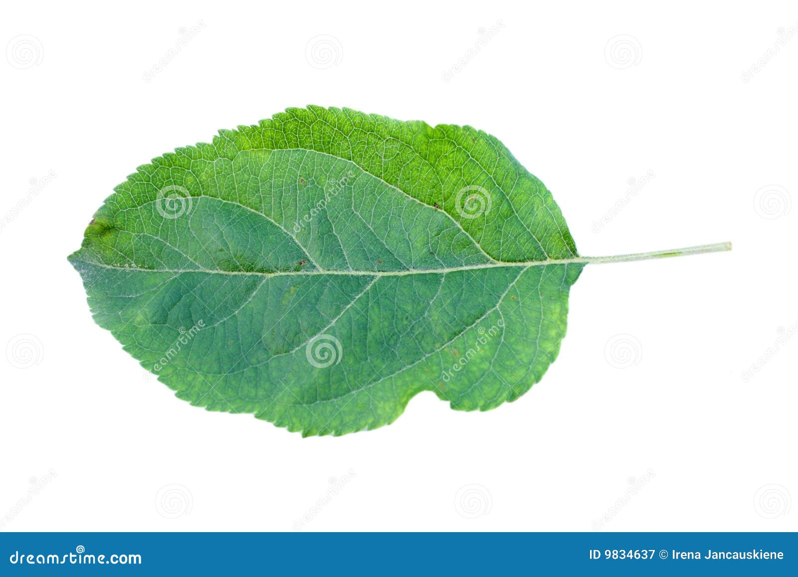 Apple leaf stock image. Image of season, botany, leaves - 9834637