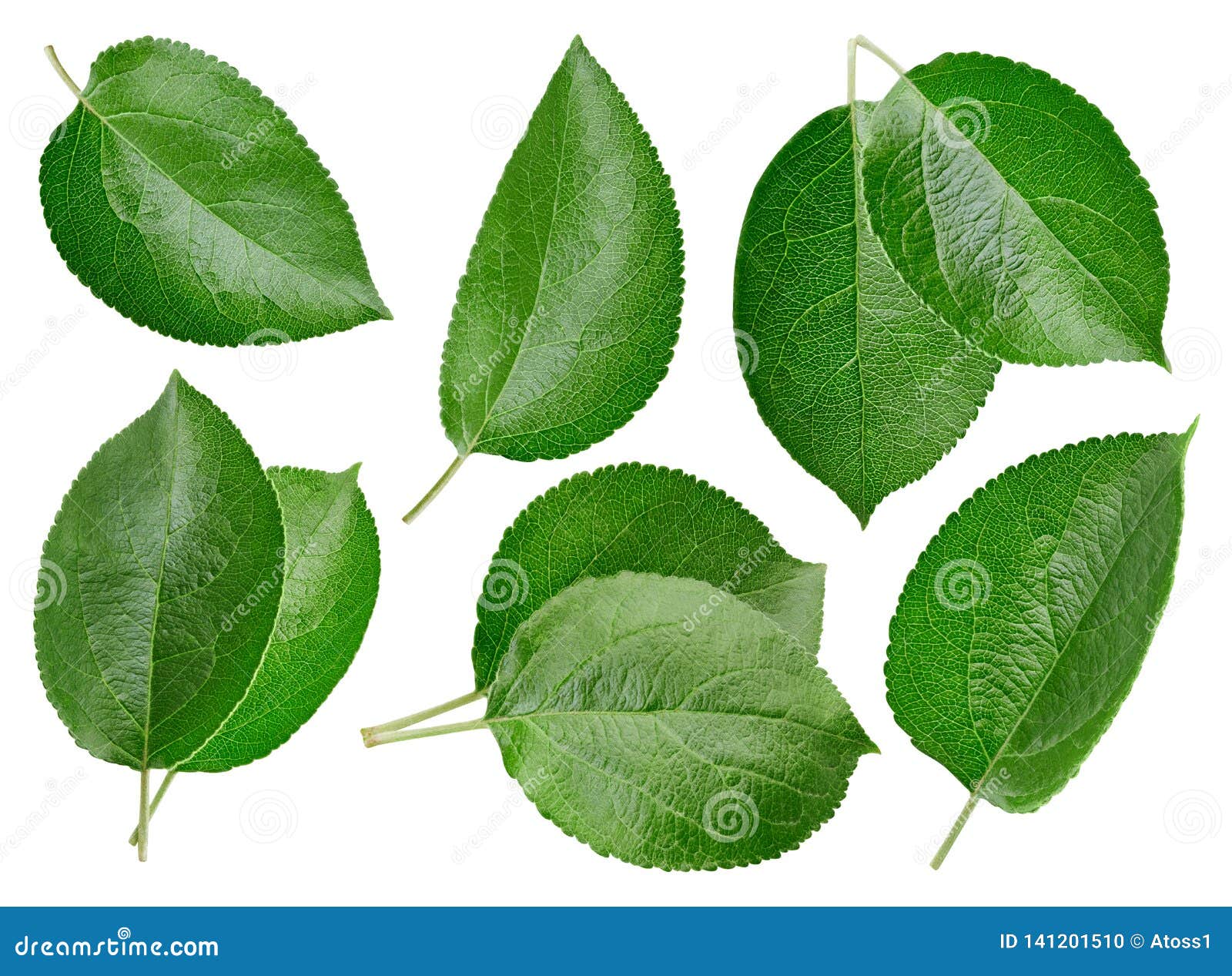 Apple leaf isolated stock photo. Image of fruit, season - 141201510