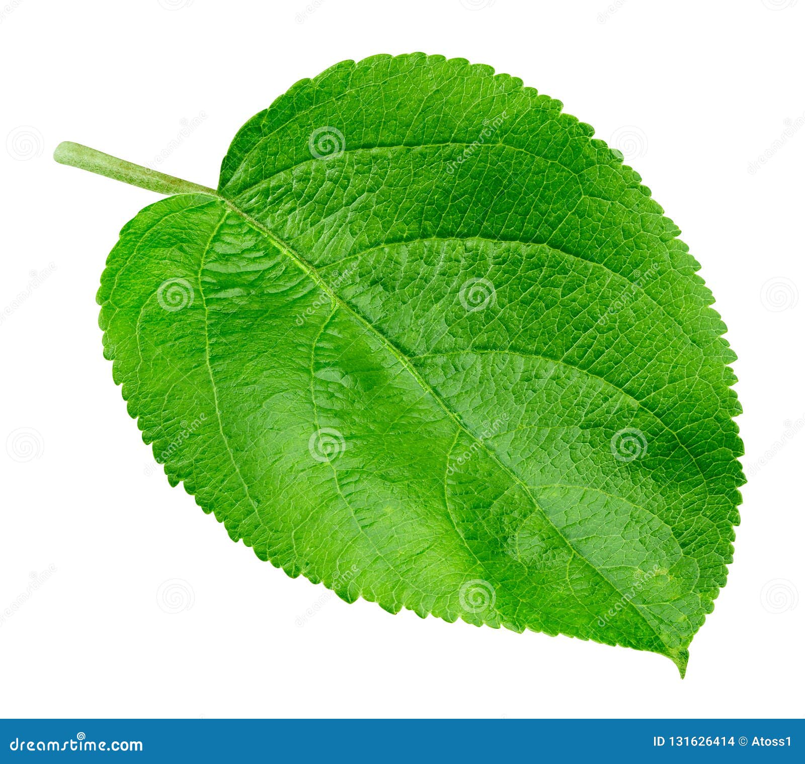Apple leaf isolated stock photo. Image of green, macro - 131626414