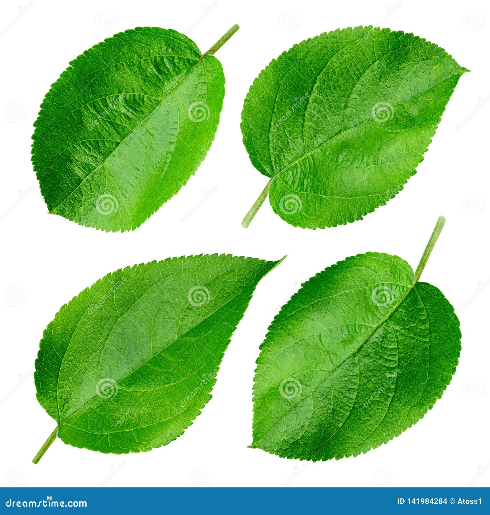 Apple leaf isolated stock photo. Image of environment - 141984284