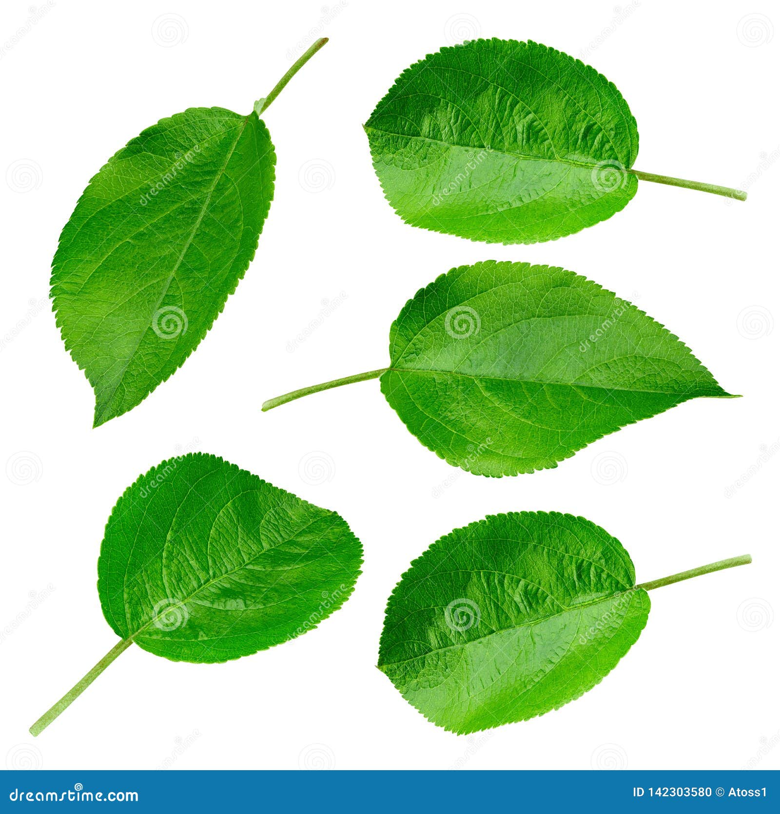 Apple leaf isolated stock photo. Image of freshness - 142303580