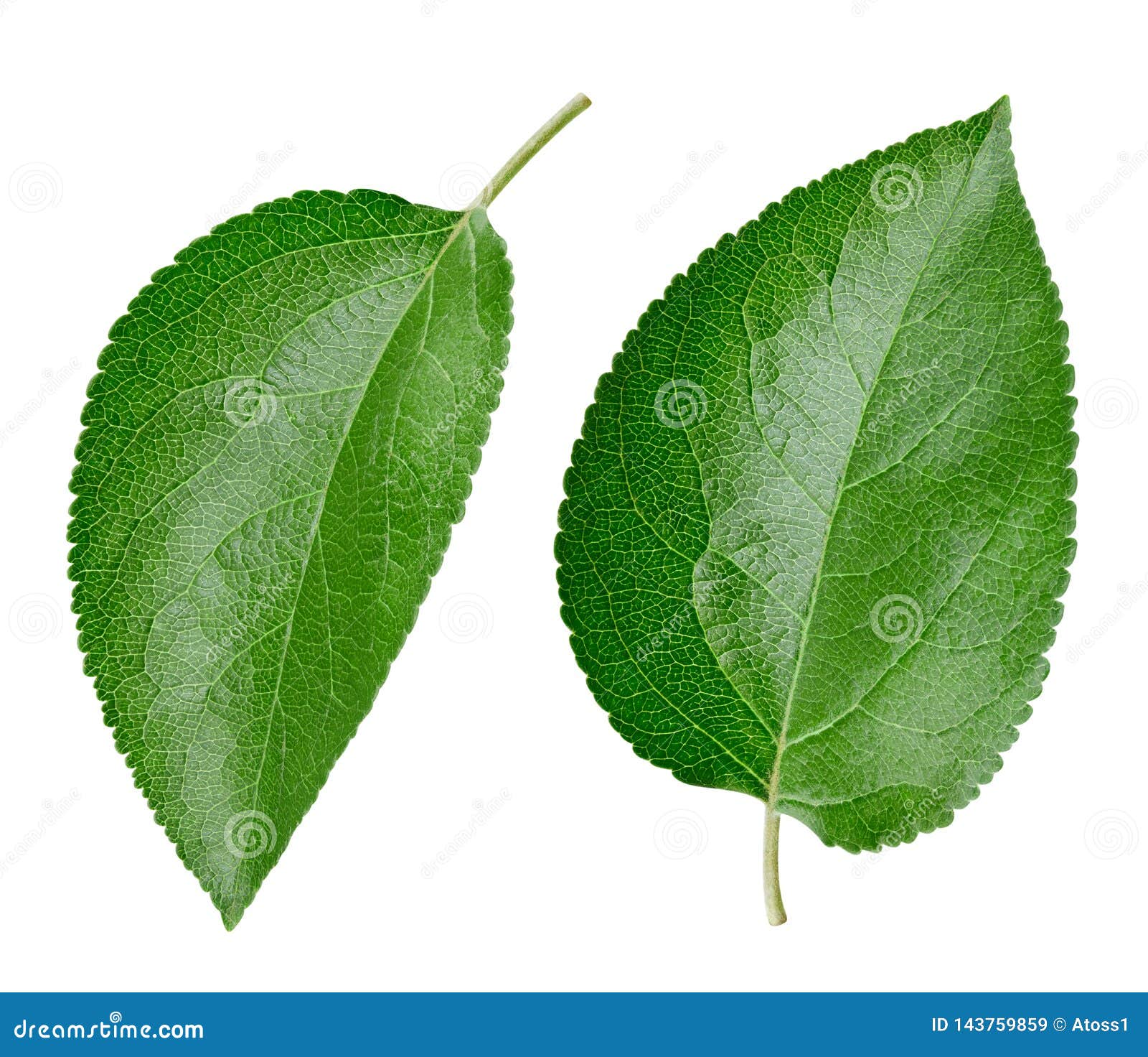 Apple leaf isolated stock image. Image of isolated, fruit - 143759859