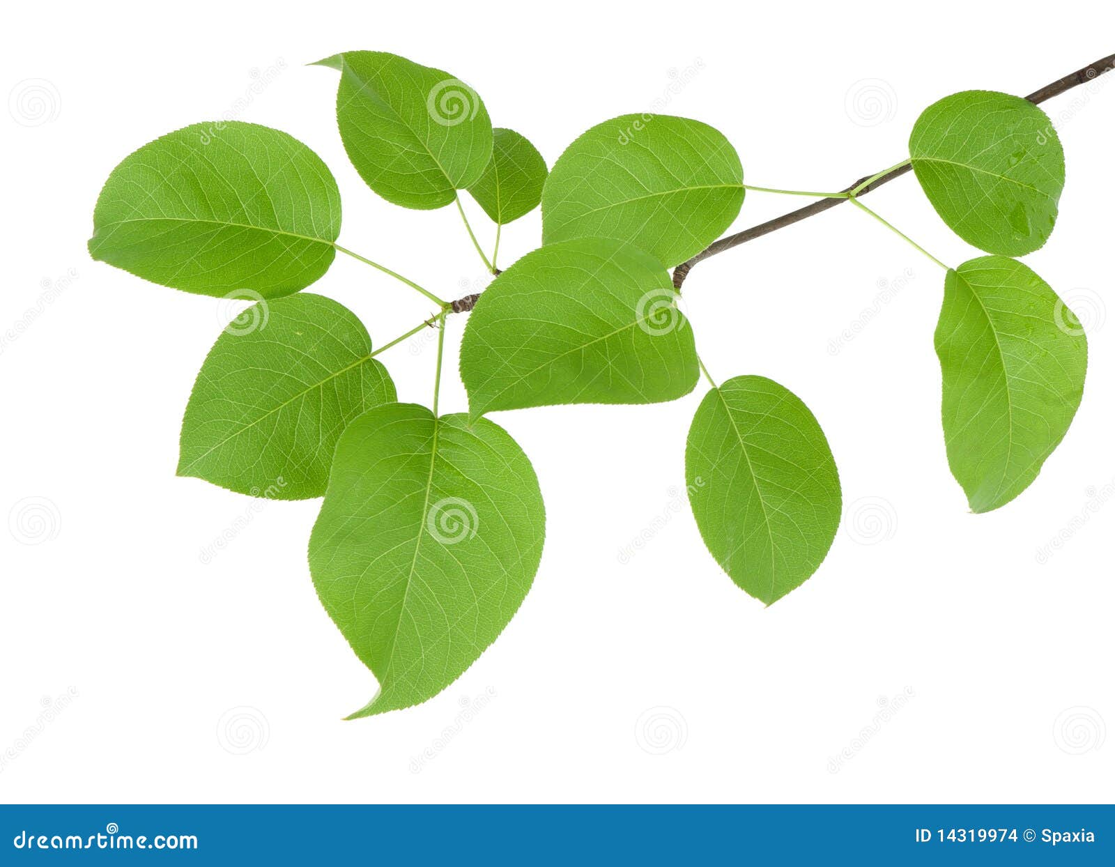 Apple leaves stock photo. Image of tree, background, white - 14319974