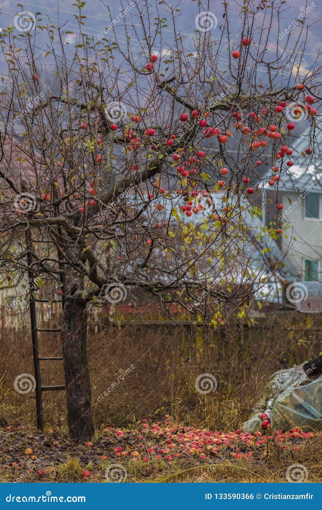 Apple, without leaves stock photo. Image of agriculture - 133590366