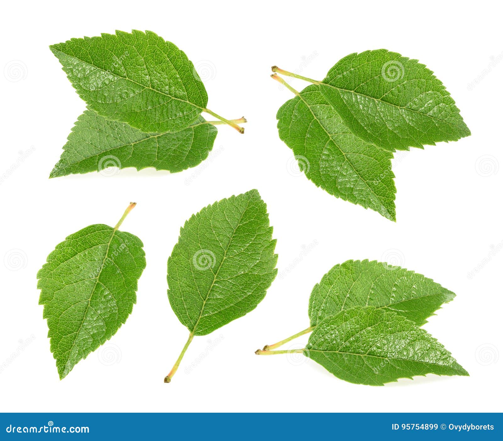 Apple Leaves Isolated On White Background. Collection Stock Image ...