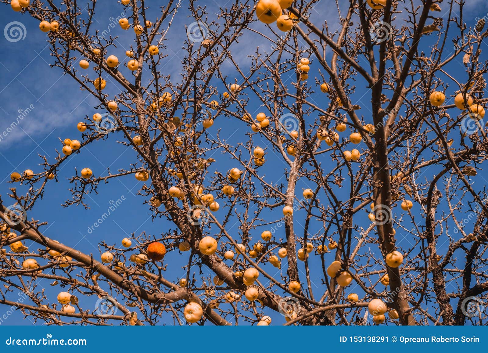 Apple without Leaves with Golden Apples Stock Image - Image of ...