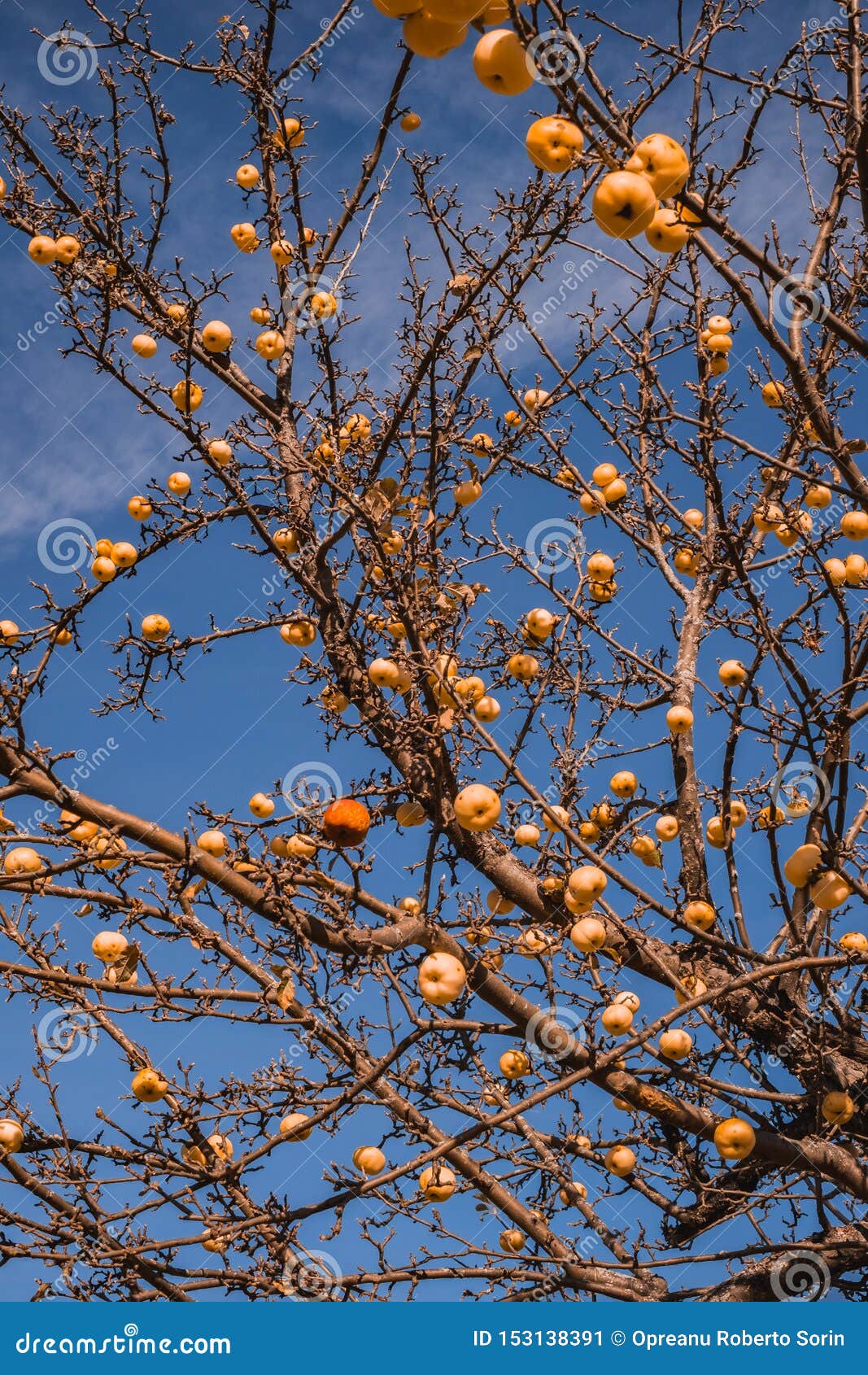 Apple without Leaves with Golden Apples Stock Image - Image of isolated ...