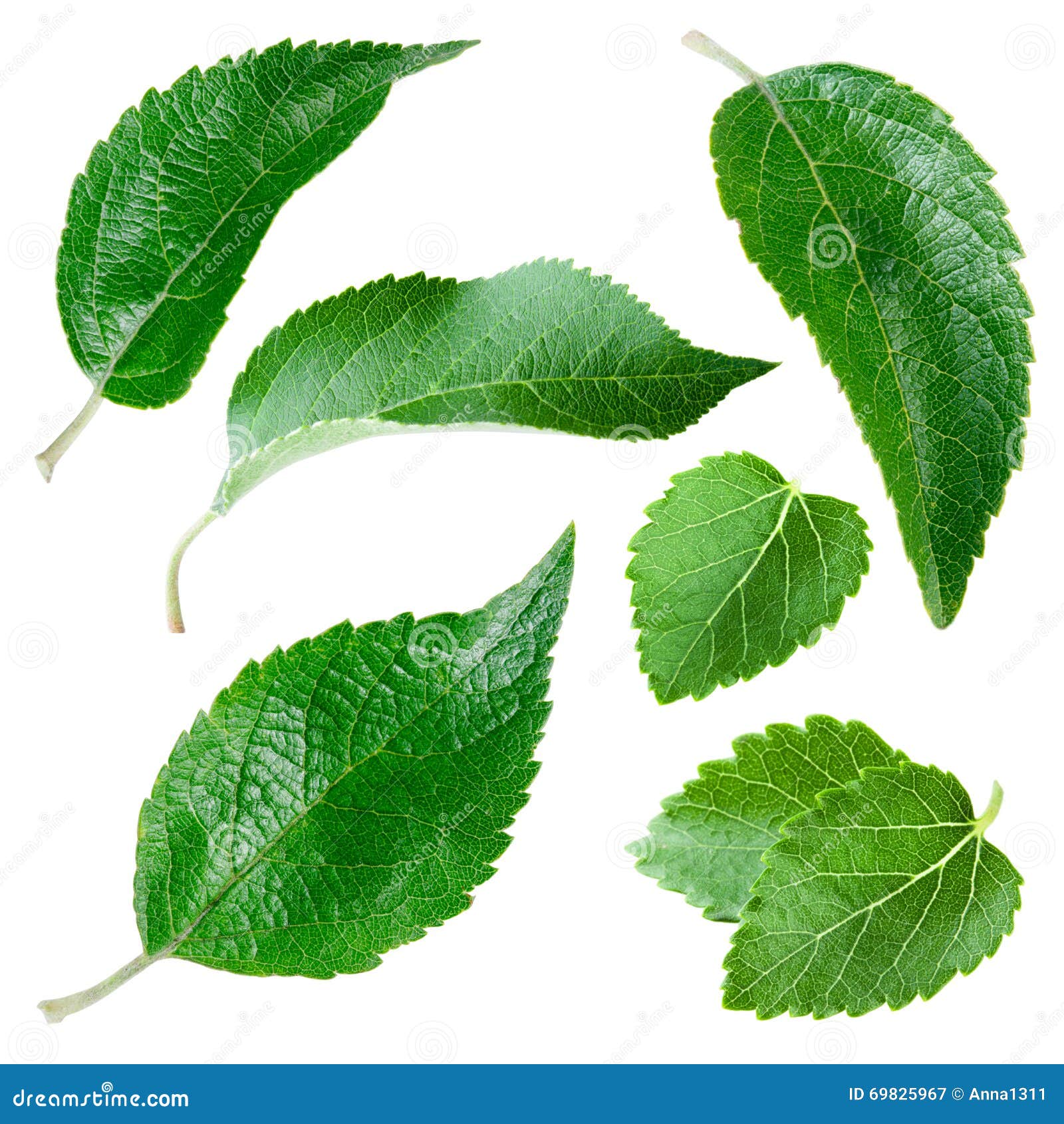 Apple Leaves Isolated on White Background. Collection Stock Image ...