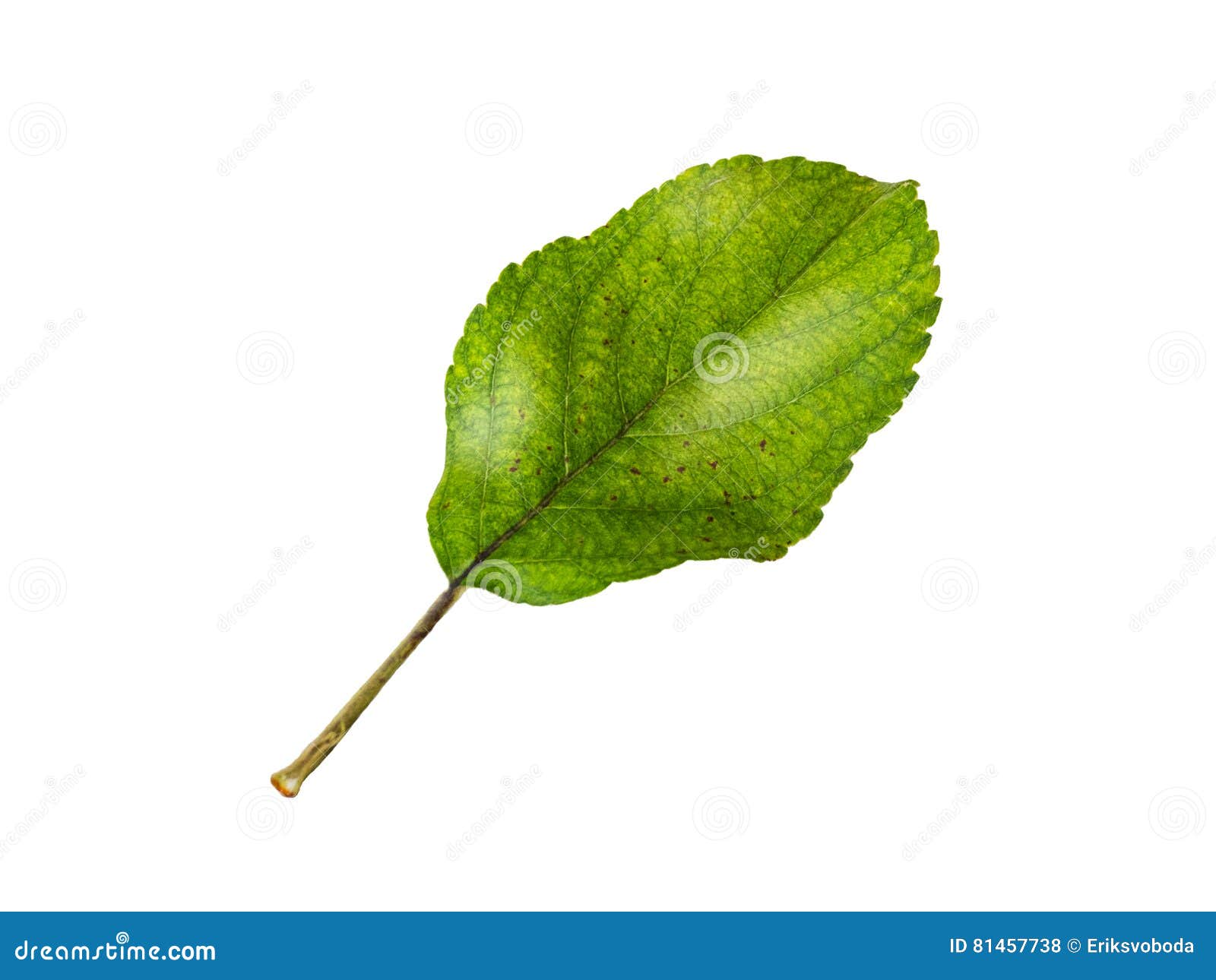 Apple Leaves Isolated on a White Background. Stock Photo - Image of ...