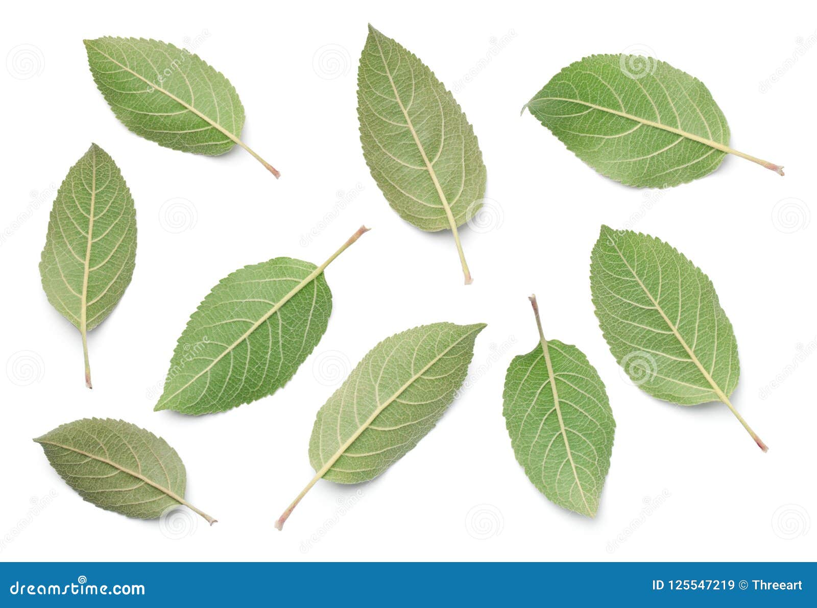 Apple Leaves Isolated On White Background Royalty-Free Stock Photo ...