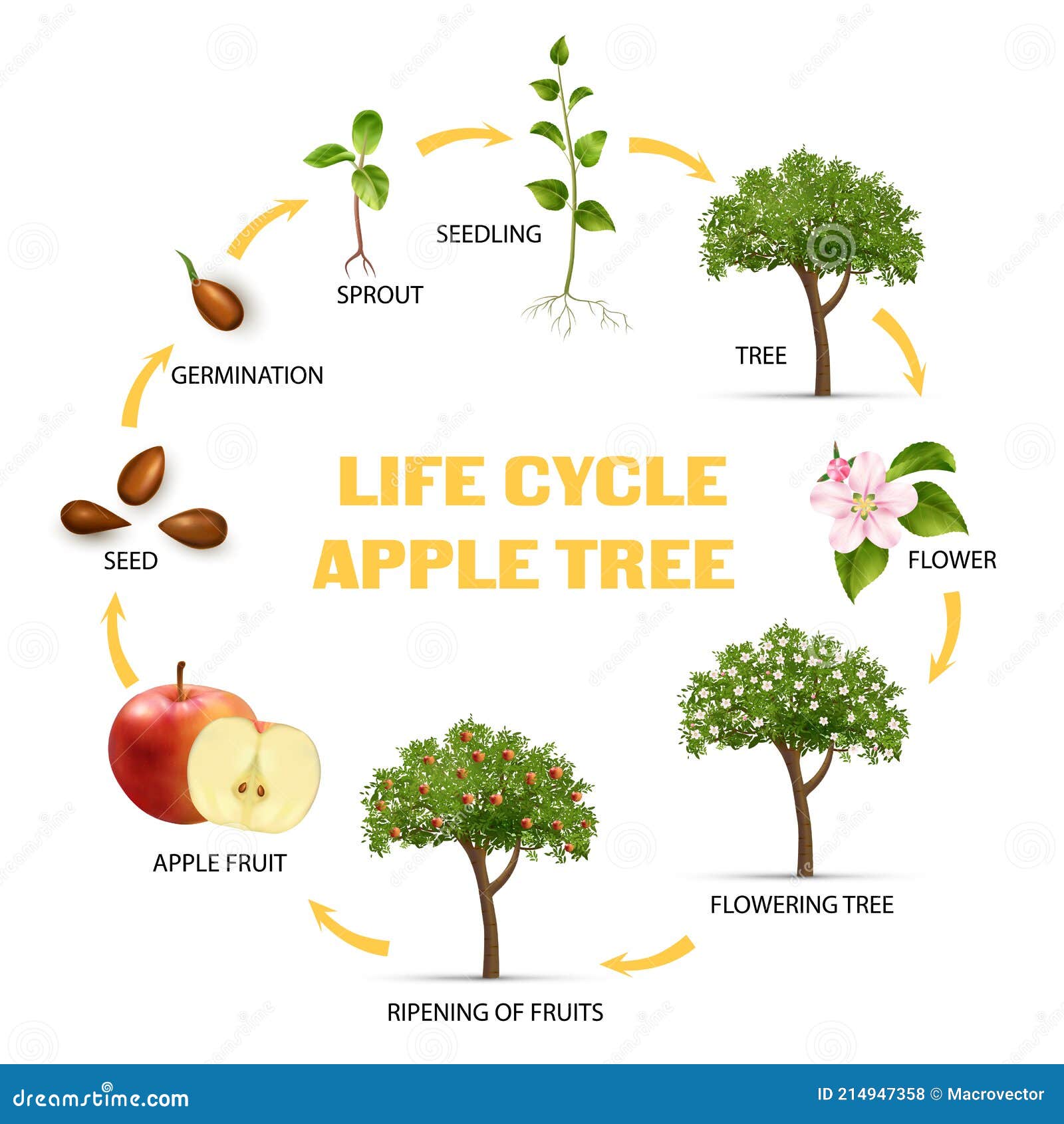 Apple Life Cycle Infographic Set Vector Illustration | CartoonDealer ...