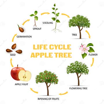 Apple Life Cycle Infographic Set Stock Vector - Illustration of ...