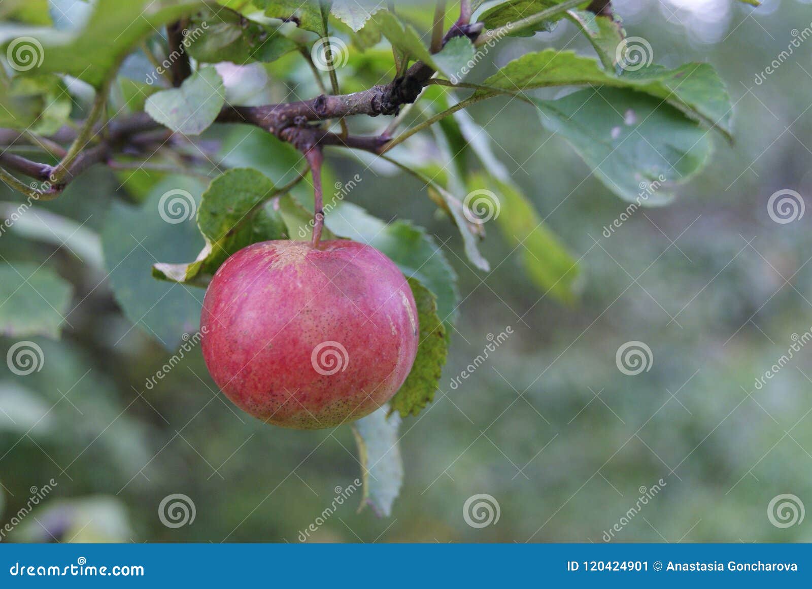 Apple life stock image. Image of apple, branch, growing - 120424901