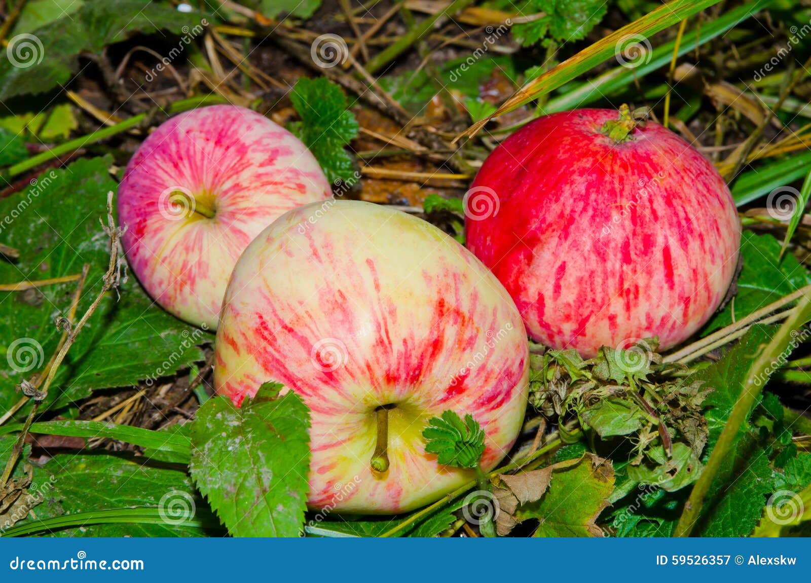 Apple lying on the ground stock image. Image of drink - 59526357