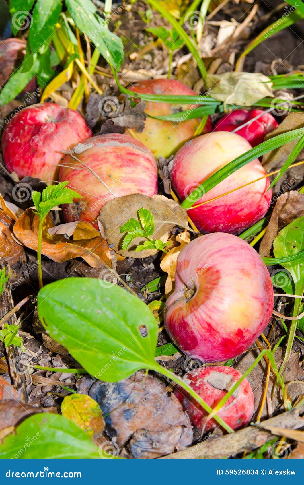 Apple lying on the ground stock photo. Image of autumn - 59526834