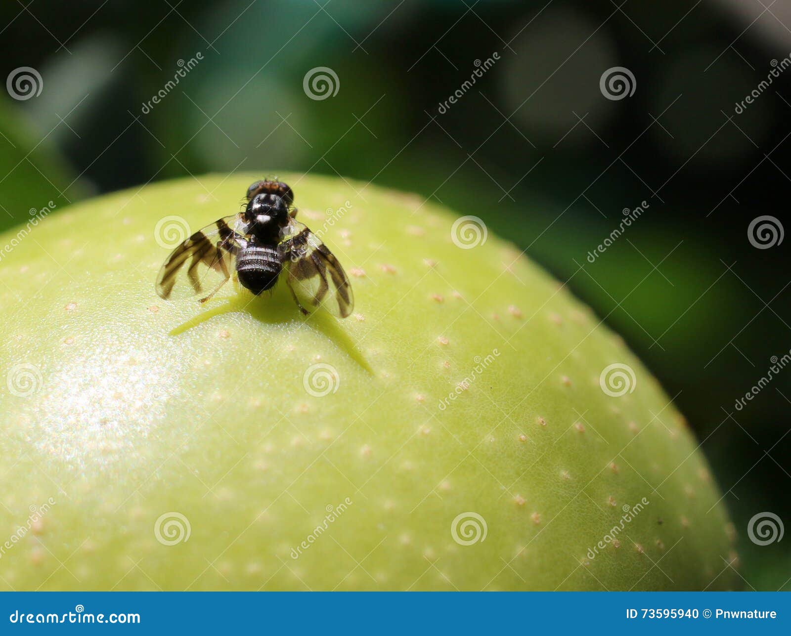Apple Maggot Fly - Rhagoletis Pomonella Stock Photo - Image of fruit ...
