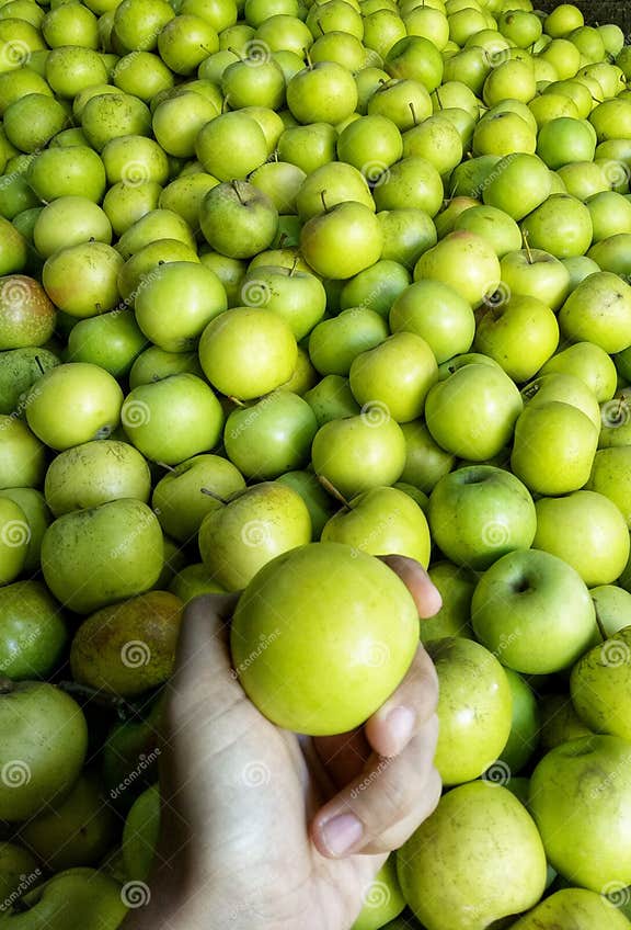 Apple from Malang Indonesia Stock Photo - Image of buah, indonesia ...