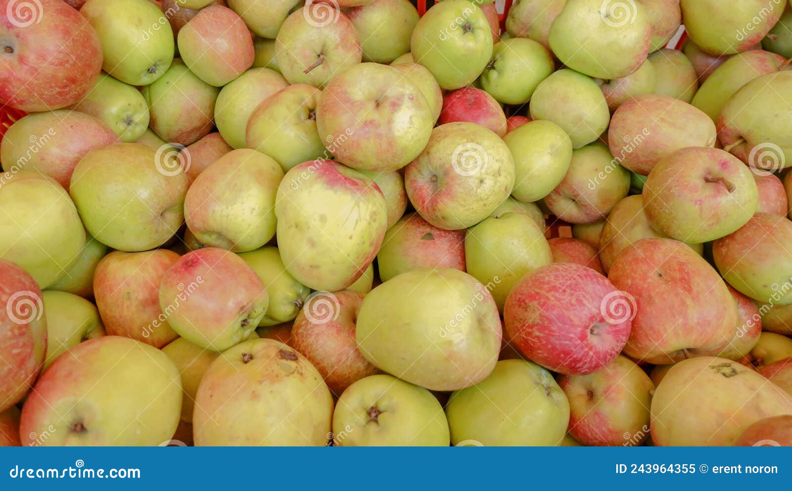 Apple malang stock image. Image of fruit, java, apple - 243964355