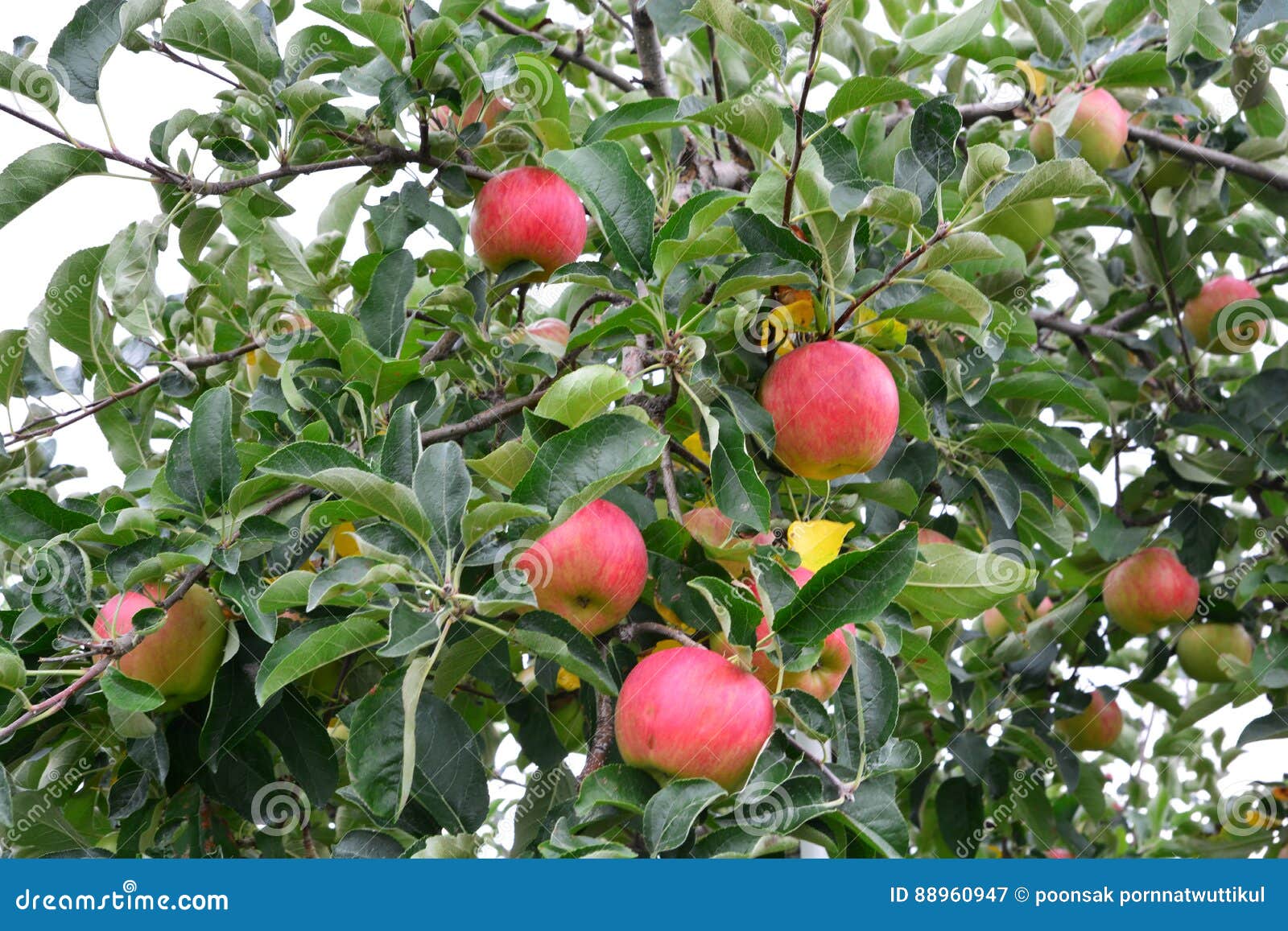 Apple Malus Domestica, on the Tree Stock Image - Image of braeburn ...
