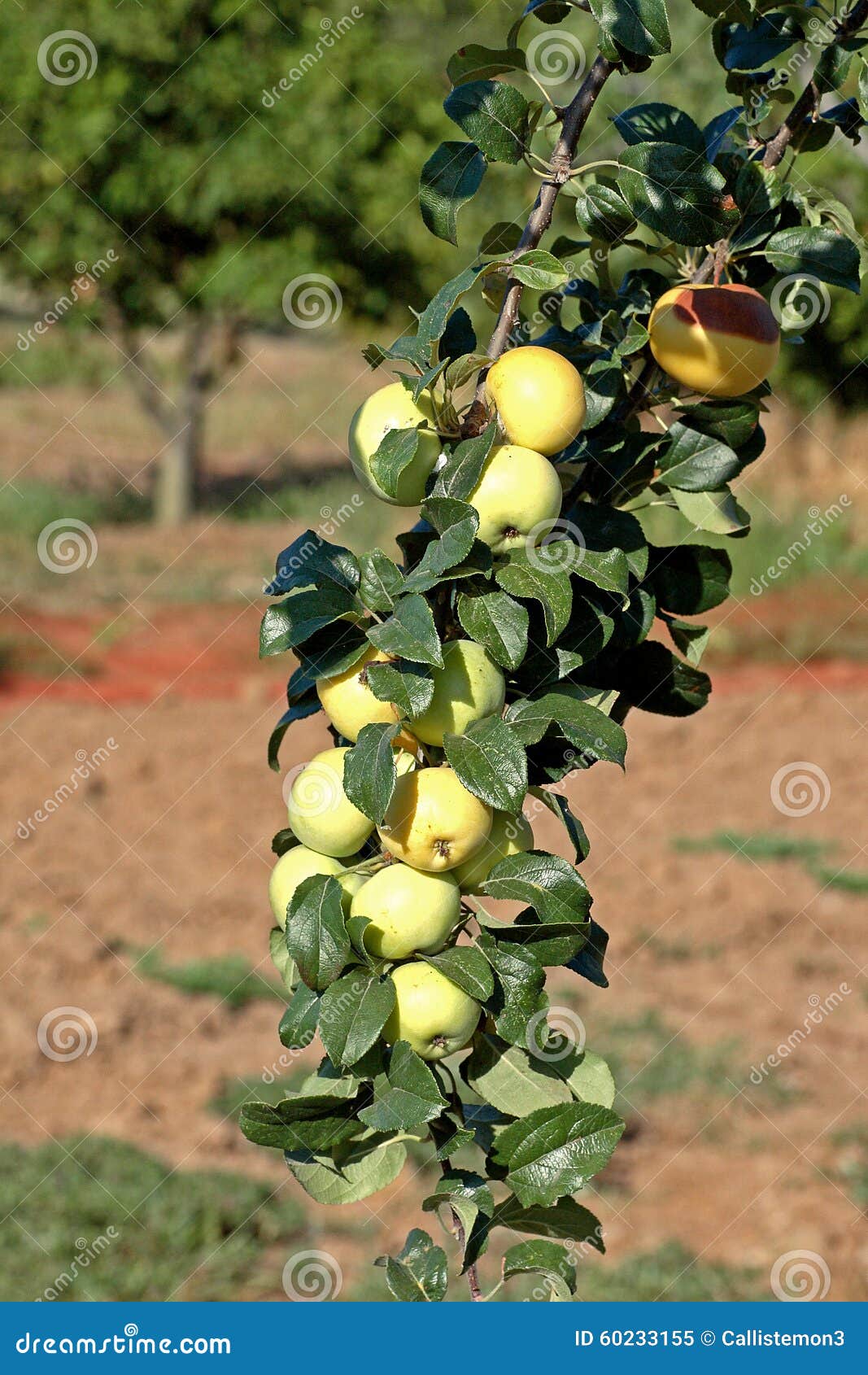 Apple - Malus domestica stock image. Image of apple, yellow - 60233155