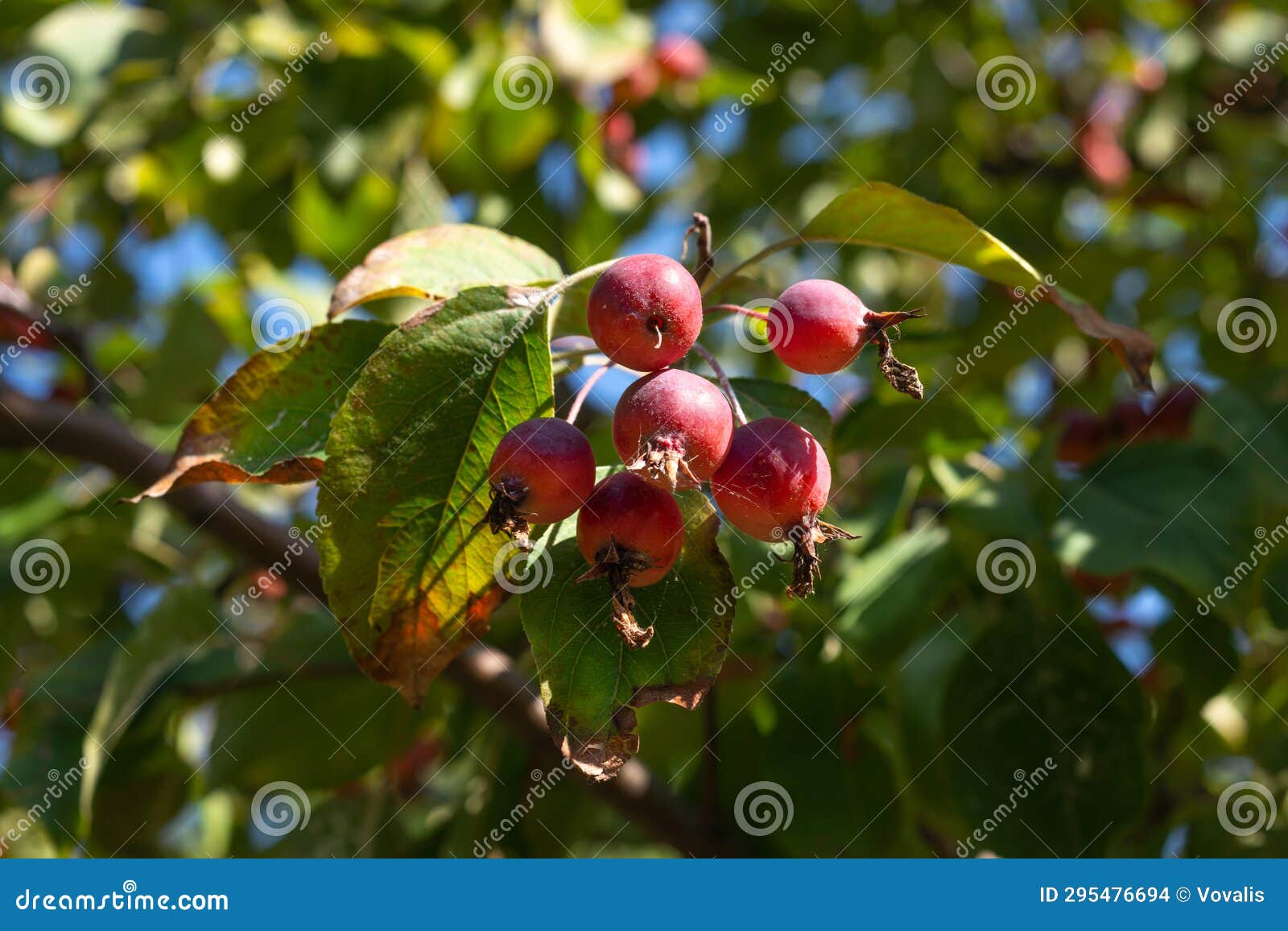 Apple Malus Rudolph Tree with Dark Red Apple Fruits Stock Photo - Image ...