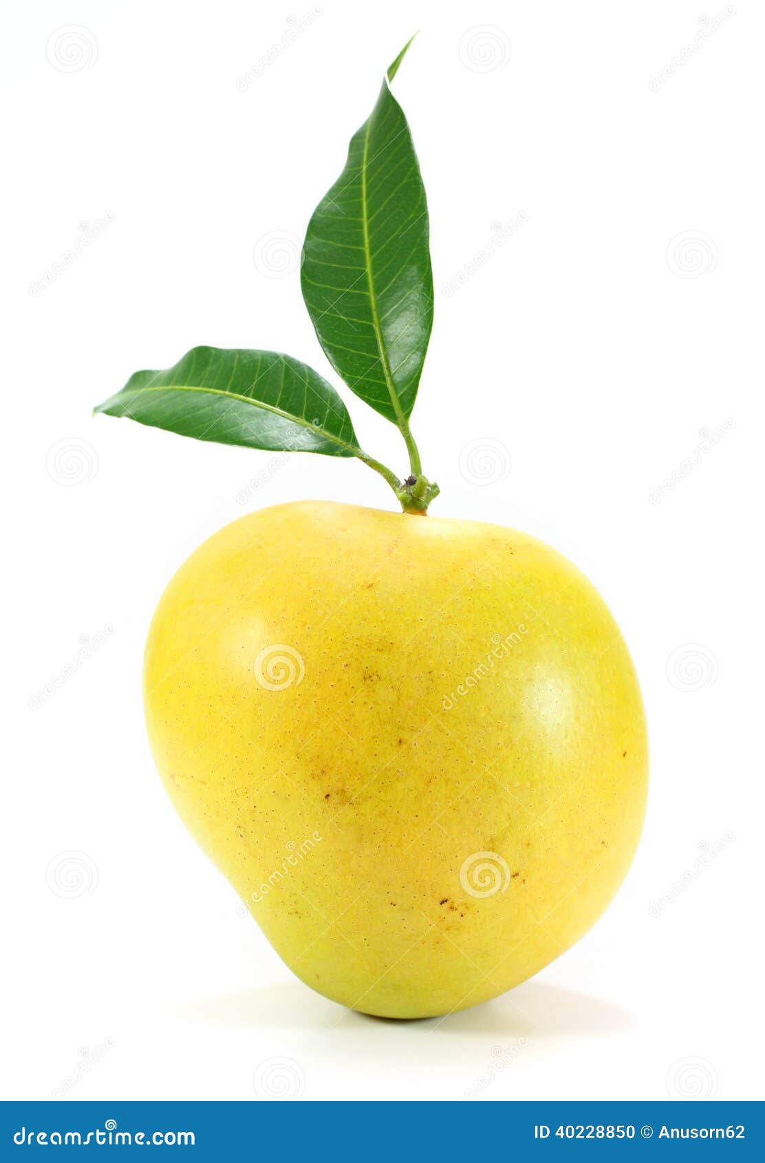 Apple mango on white stock photo. Image of harvest, exotic - 40228850