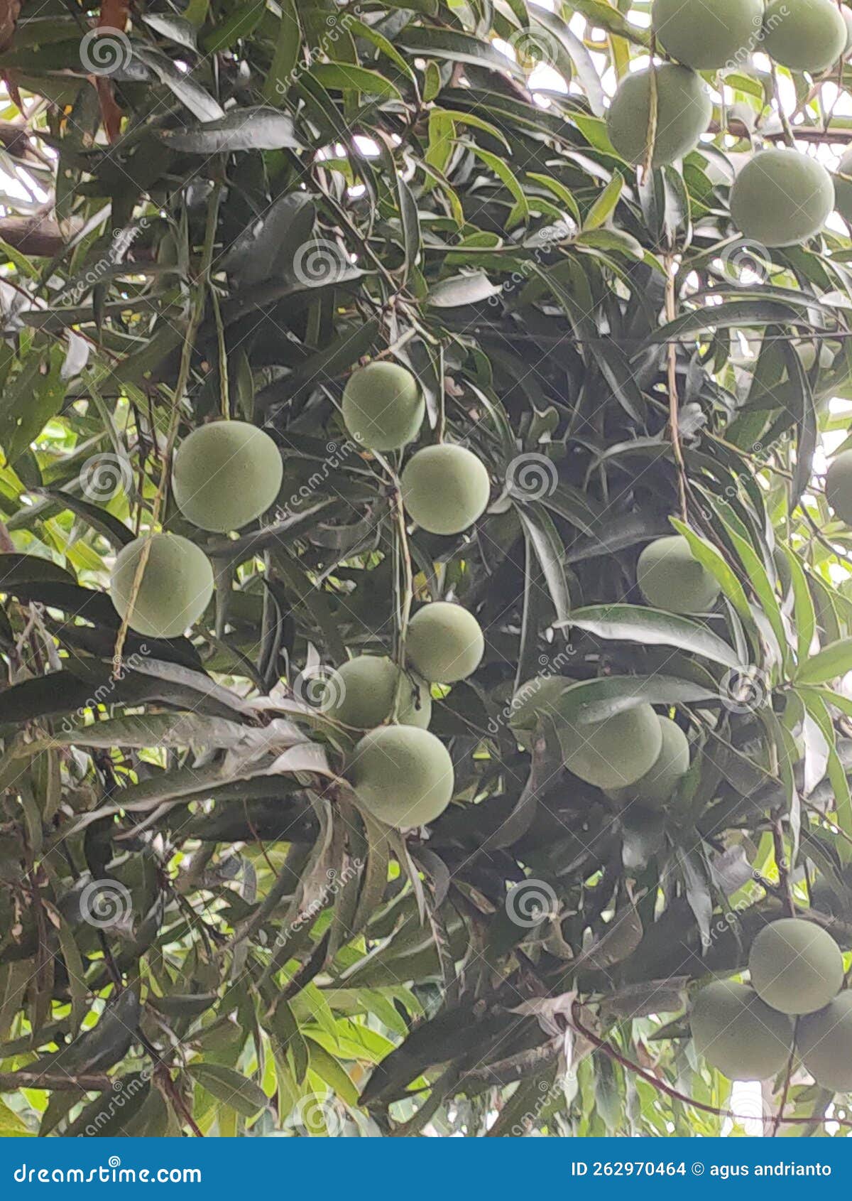 Apple Mangoes Tree in Raini Season Stock Photo - Image of apple, raini ...