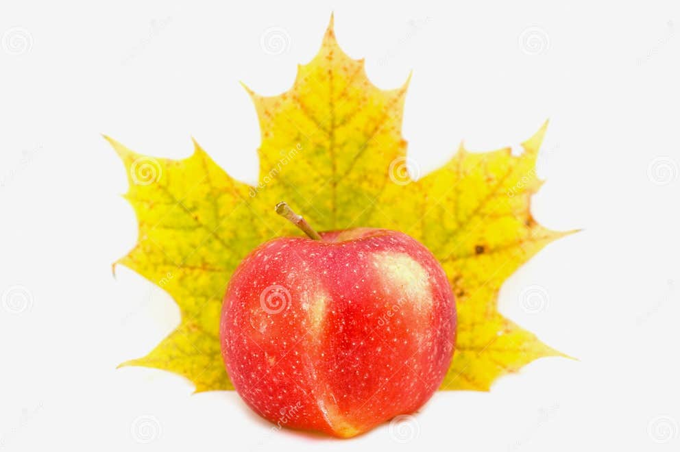 Apple&Maple stock photo. Image of seasonal, fall, leaves - 1486258