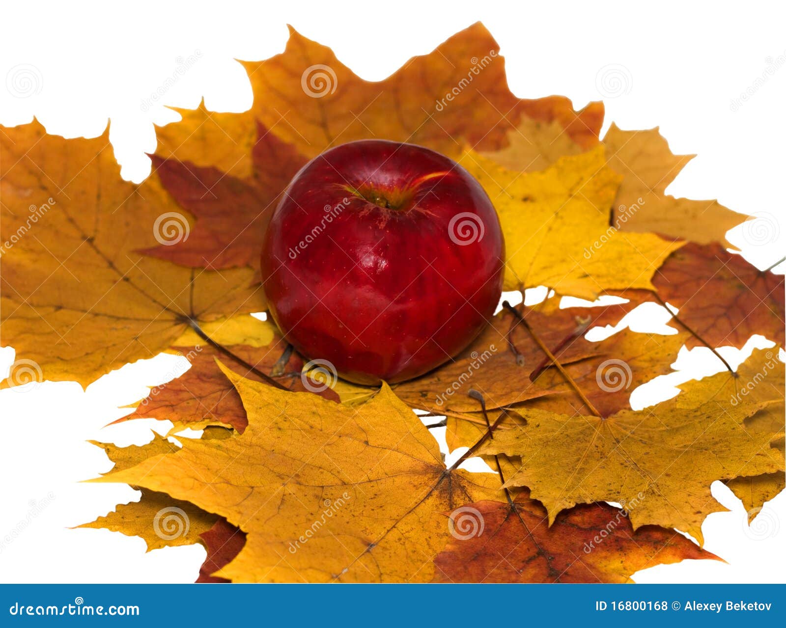 Apple on maple leaves stock photo. Image of isolated - 16800168