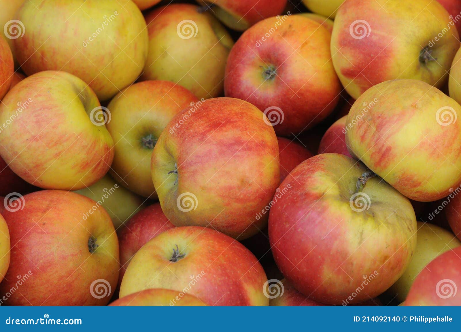 Apple on the market stock photo. Image of organic, stall - 214092140
