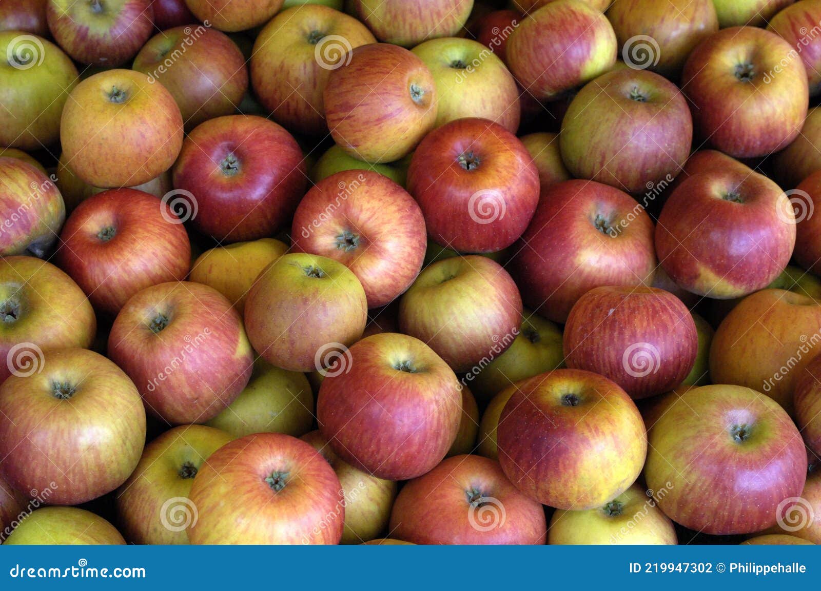 Apple on the market stock photo. Image of tart, healthy - 219947302