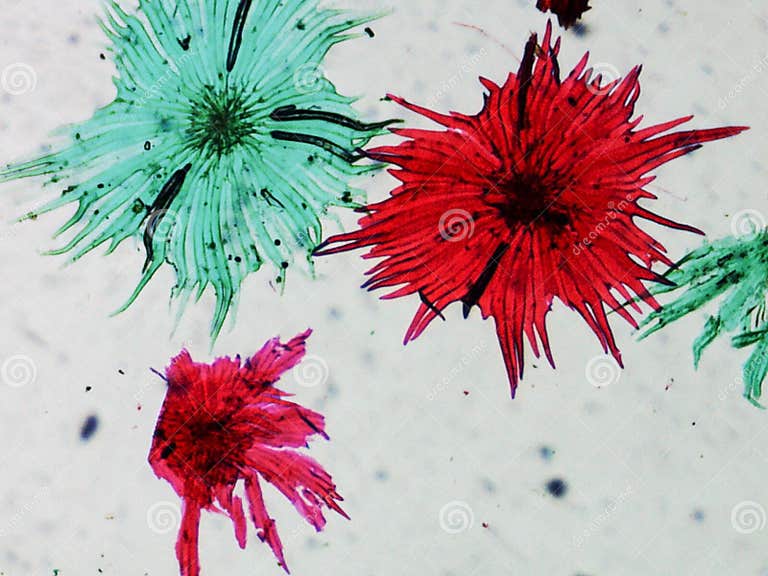 Apple micrograph stock image. Image of cells, apple, slides - 42350217