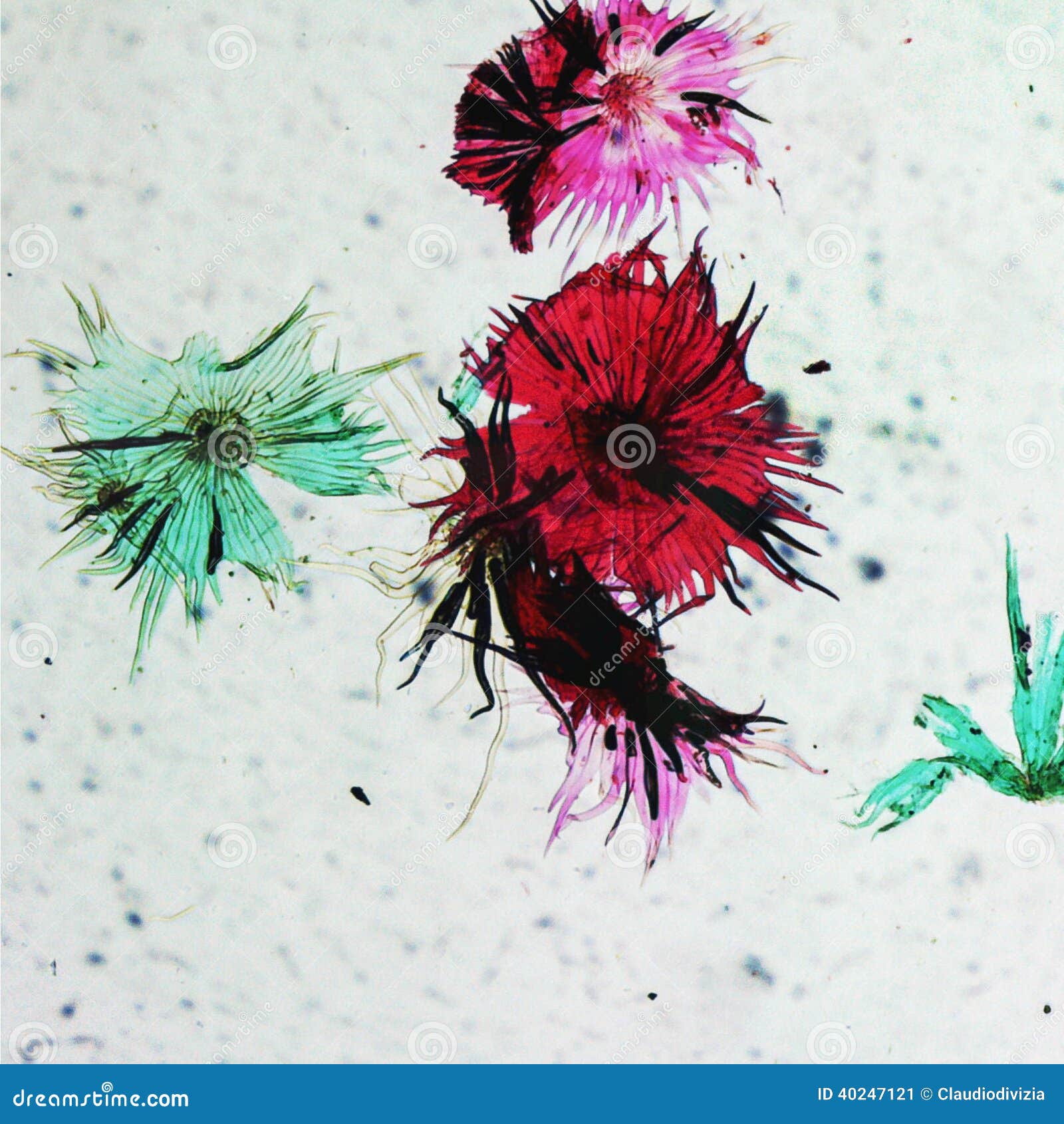 Apple micrograph stock image. Image of fruit, stained - 40247121