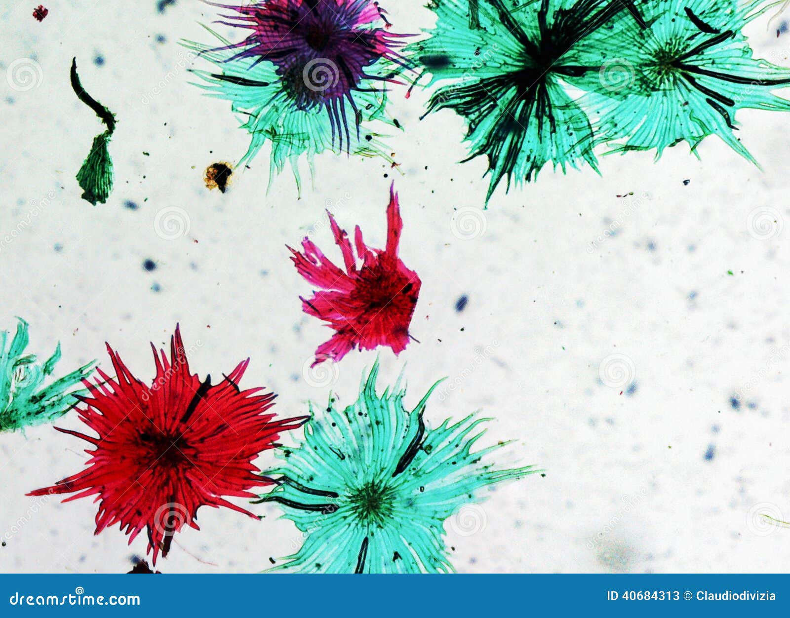 Apple micrograph stock illustration. Illustration of vegetarian - 40684313