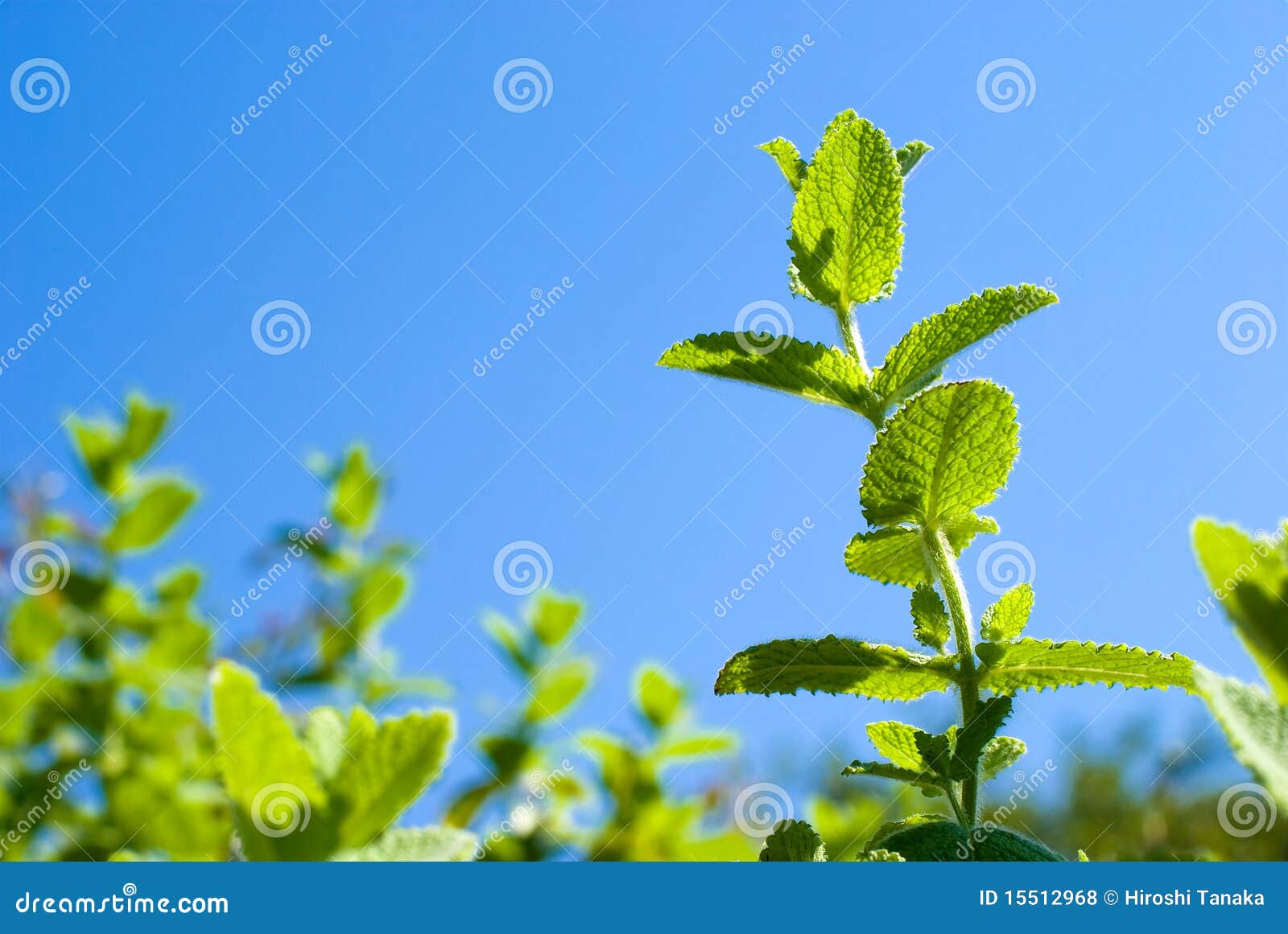 Apple mint stock photo. Image of blue, cool, bright, fragrance - 15512968