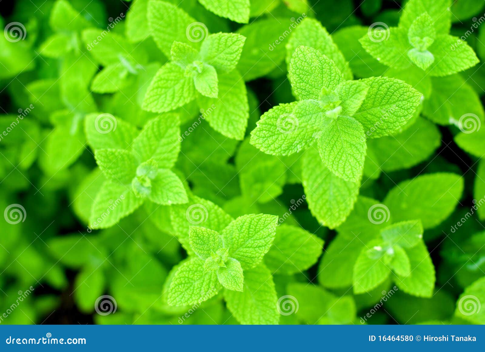 Apple mint stock photo. Image of flavor, green, herb - 16464580