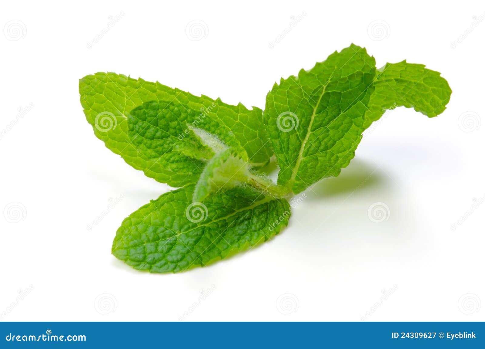 Apple mint stock image. Image of wide, white, life, isolated - 24309627
