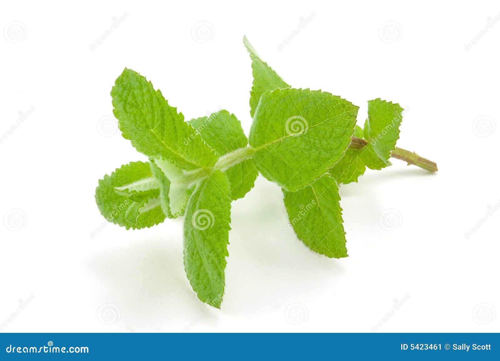 Apple mint stock image. Image of culinary, garnish, flavorful - 5423461