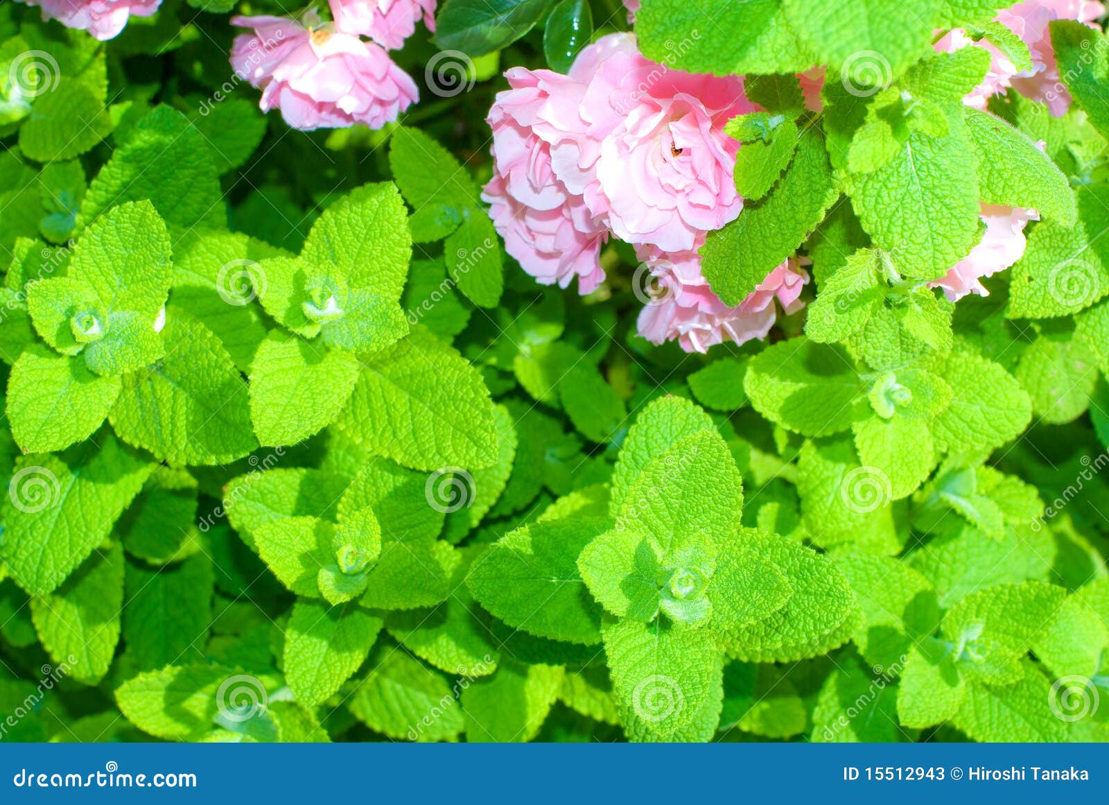 Apple mint and Rose stock image. Image of botanical, flowerbed - 15512943