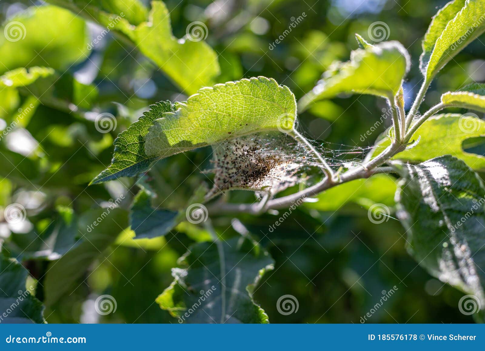 Apple Moon the Larvae Plaize the Leafy Leaves and Apple Fruits with a ...