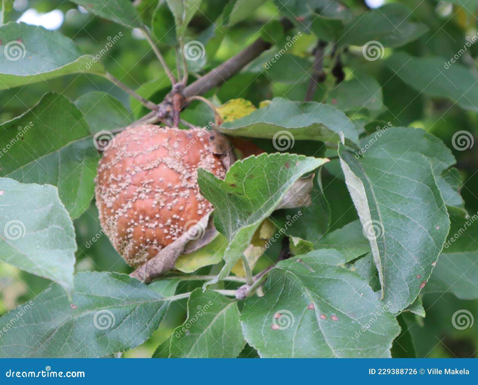 The Apple is Mummified in the Apple Tree, the Apple is Spoiled Stock ...