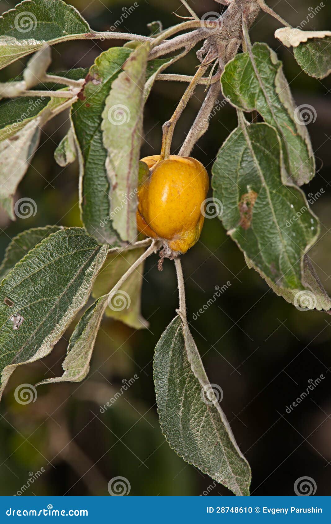 Apple Mutant on a Tree Branch Stock Photo - Image of healthcare, mature ...