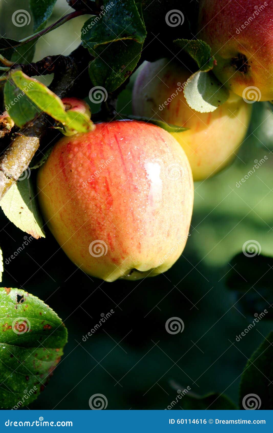 Apple stock photo. Image of apple, plant, fruit, normandy - 60114616