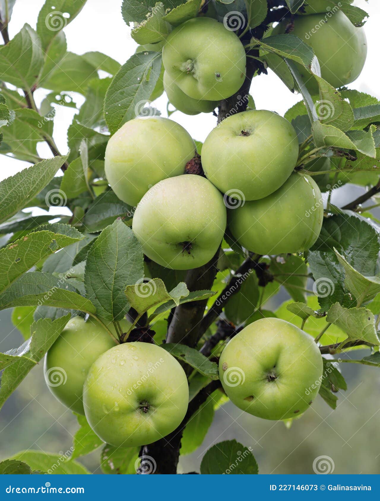 Apples on the tree. stock image. Image of agriculture - 227146073