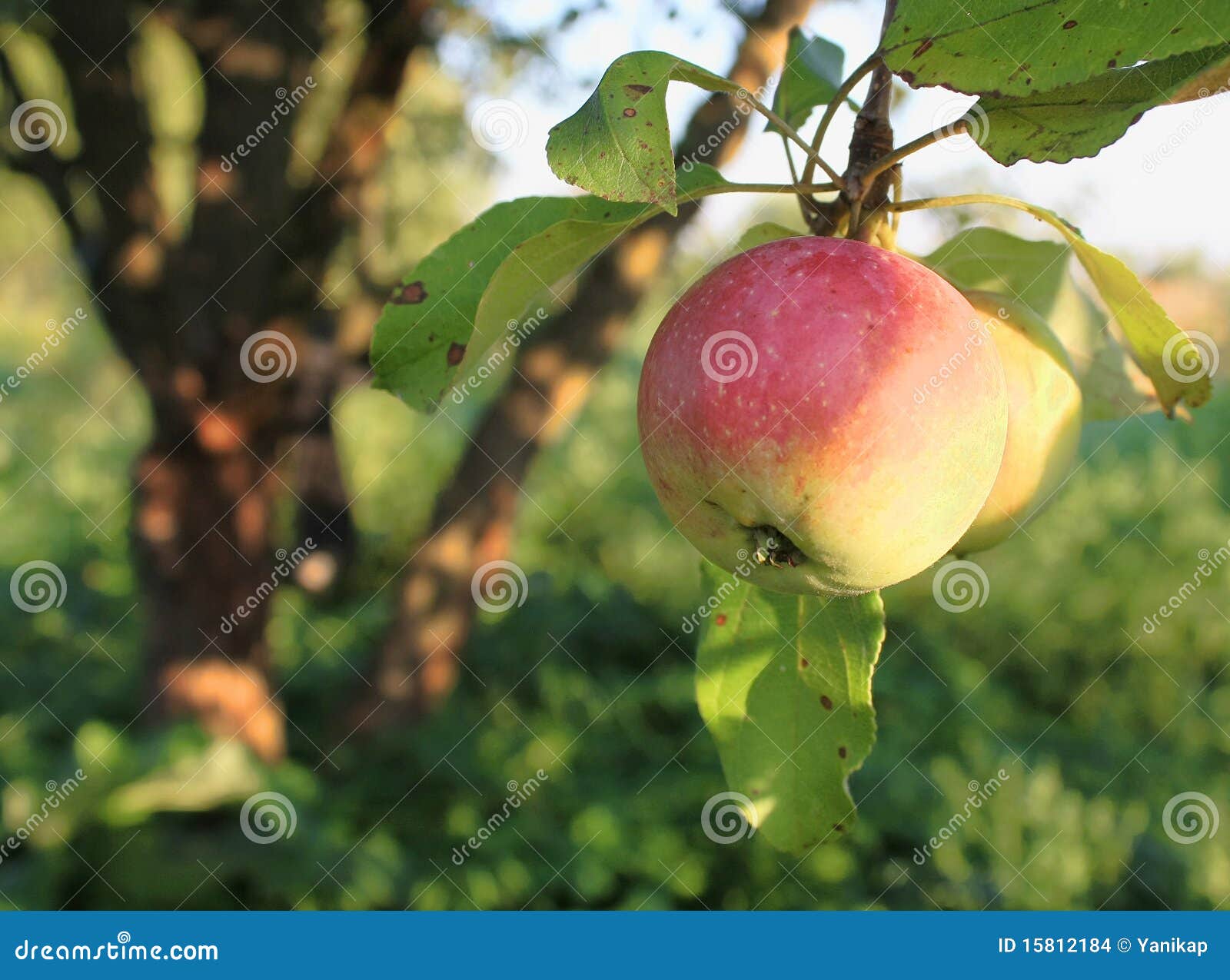 Apple Op Een Boom Picture. Image: 15812184