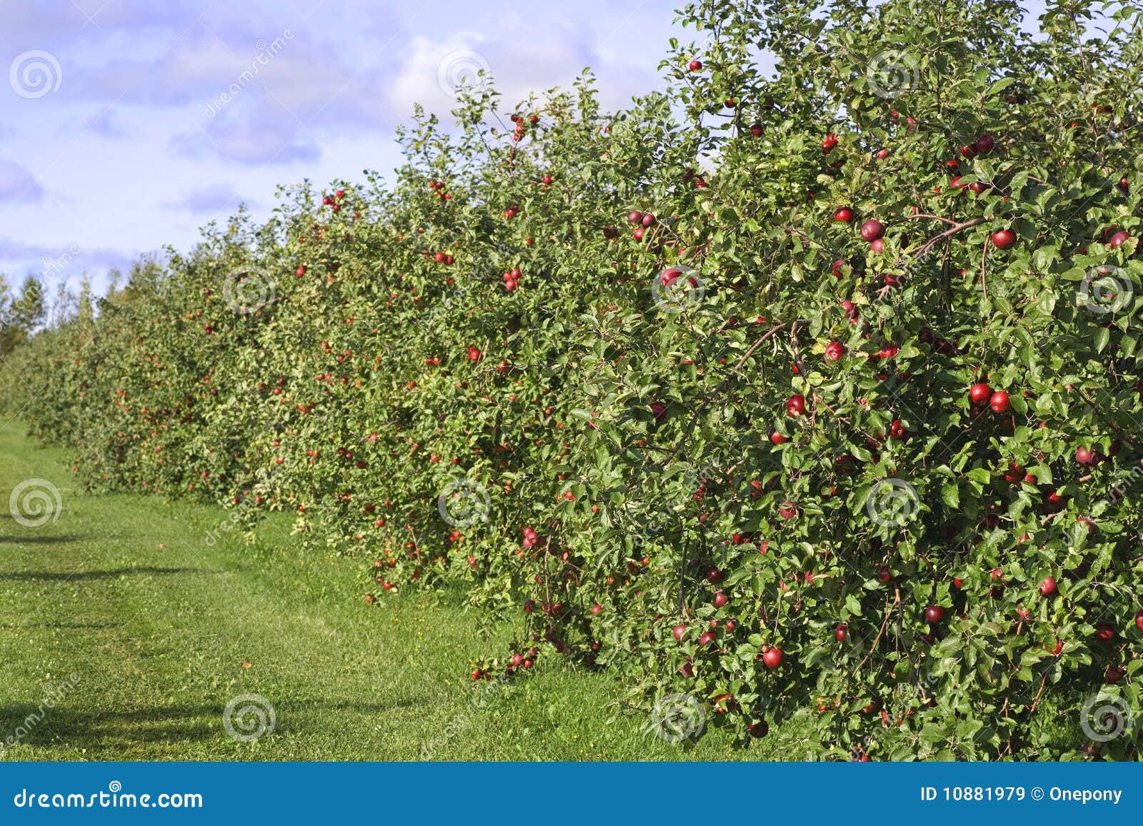 Apple Orchard stock image. Image of agriculture, tree - 10881979