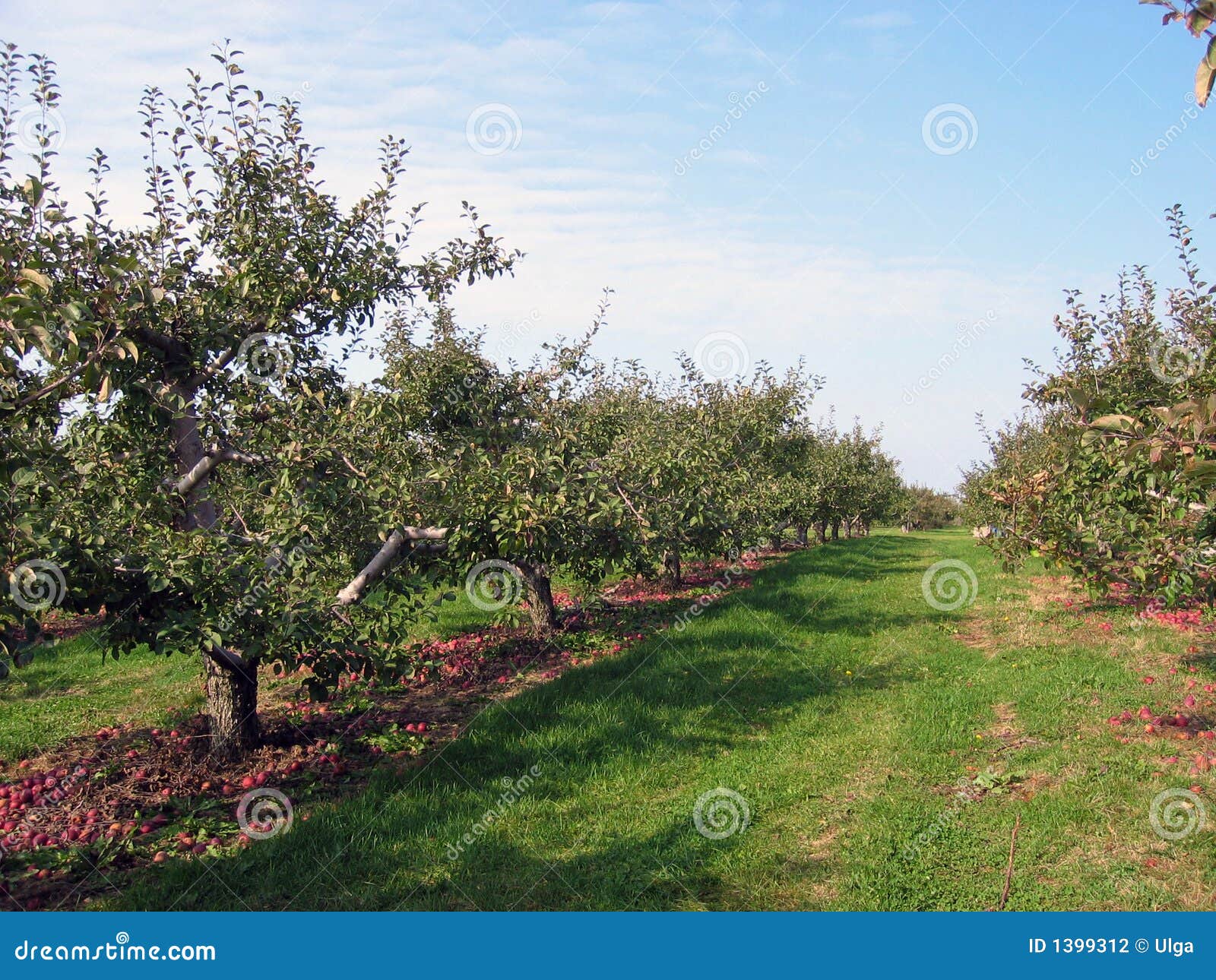 Apple orchard stock photo. Image of farm, autumn, nature - 1399312