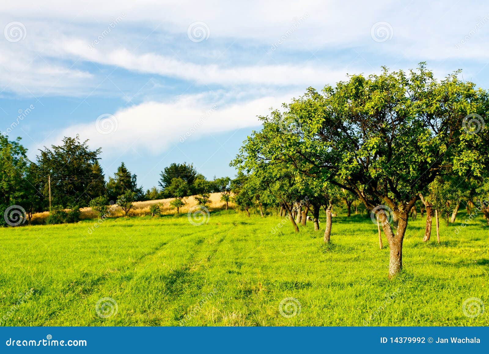 Apple orchard stock photo. Image of fresh, branch, fruit - 14379992