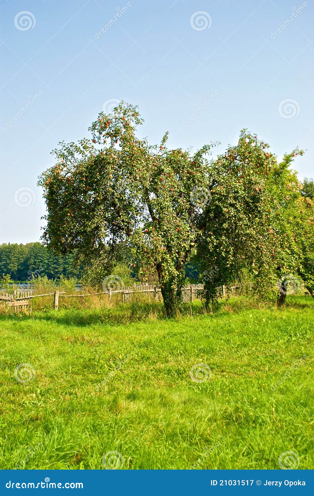 Apple orchard stock image. Image of poland, ecology, food - 21031517